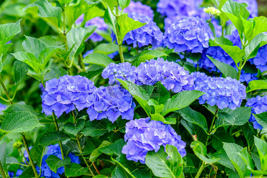 Hydranga花朵装饰植物俗称Hydrangeas高清图片下载-正版图片503798009-摄图网