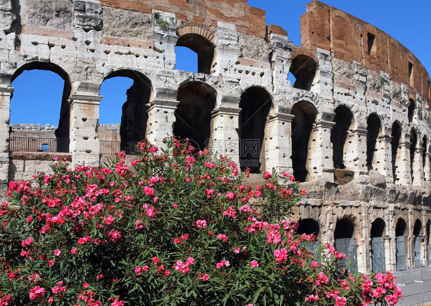 Oleander鲜花和Colosseum也被称为意大利语的COLOSSEO高清图片下载-正版图片503803824-摄图网