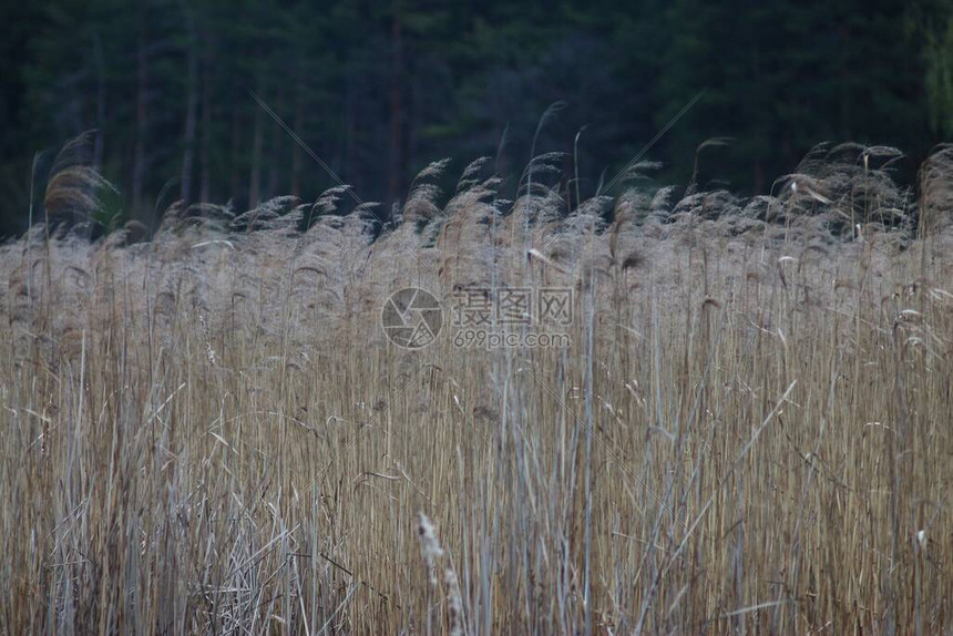 风景摄影湖与芦苇高清图片下载-正版图片503803935-摄图网