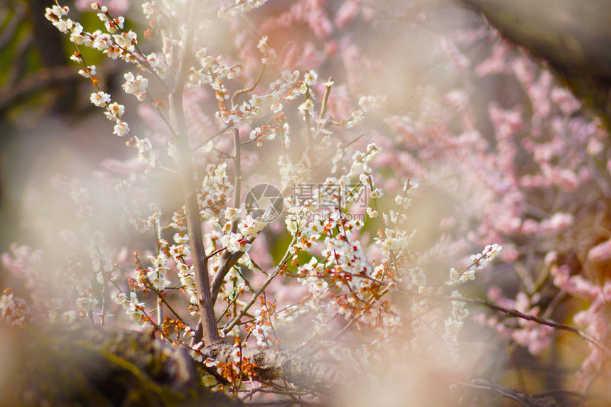 Pluum图高清图片下载-正版图片503804651-摄图网