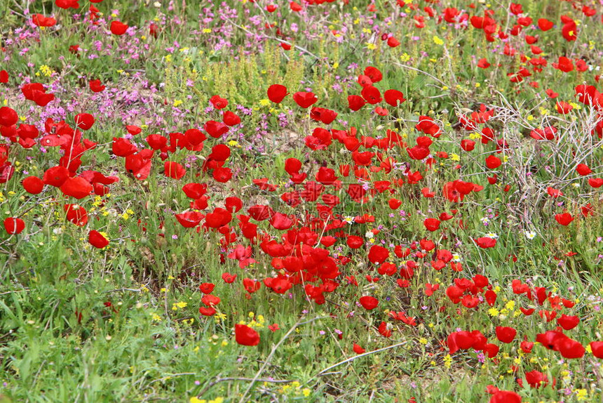 红色Anemone以色列北部地中海岸的Anem高清图片下载-正版图片503831444-摄图网