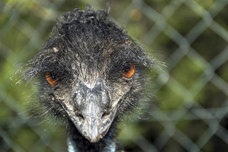 Emu人DromaiusNovaehollandi高清图片下载-正版图片503889148-摄图网