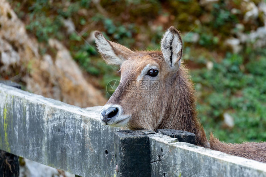自然界的科博里奇Cobo高清图片下载-正版图片503889361-摄图网