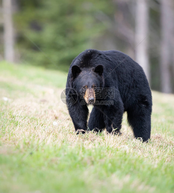 野生黑熊高清图片下载-正版图片503889611-摄图网