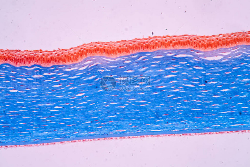 显微镜下眼组织角高清图片下载-正版图片503894117-摄图网