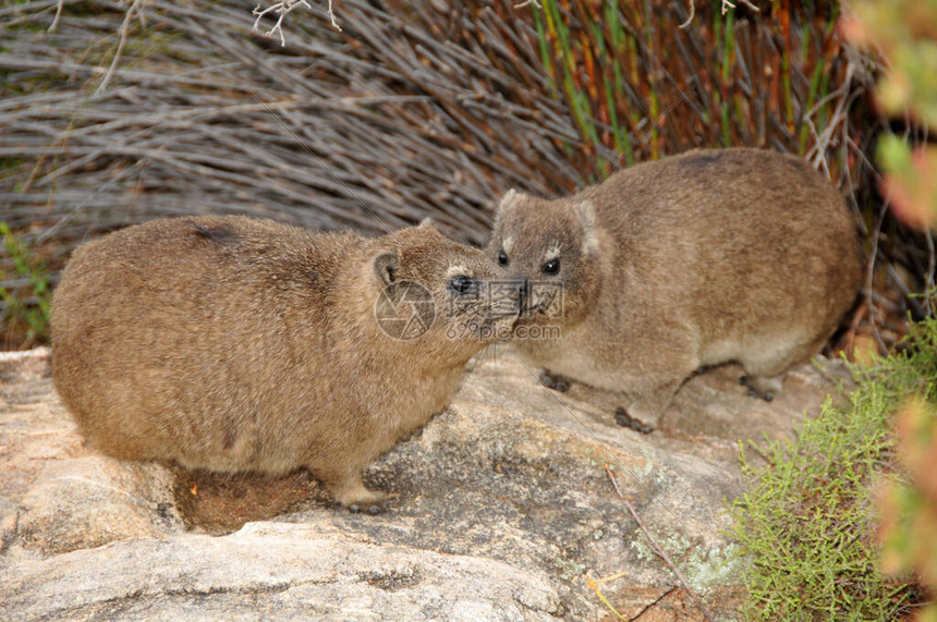 岩石的Hyrax高清图片下载-正版图片503908702-摄图网