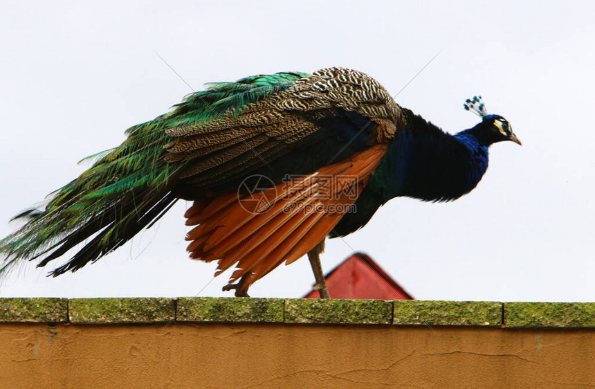 一个大型的印度孔雀住在以色列北部的一高清图片下载-正版图片503916177-摄图网