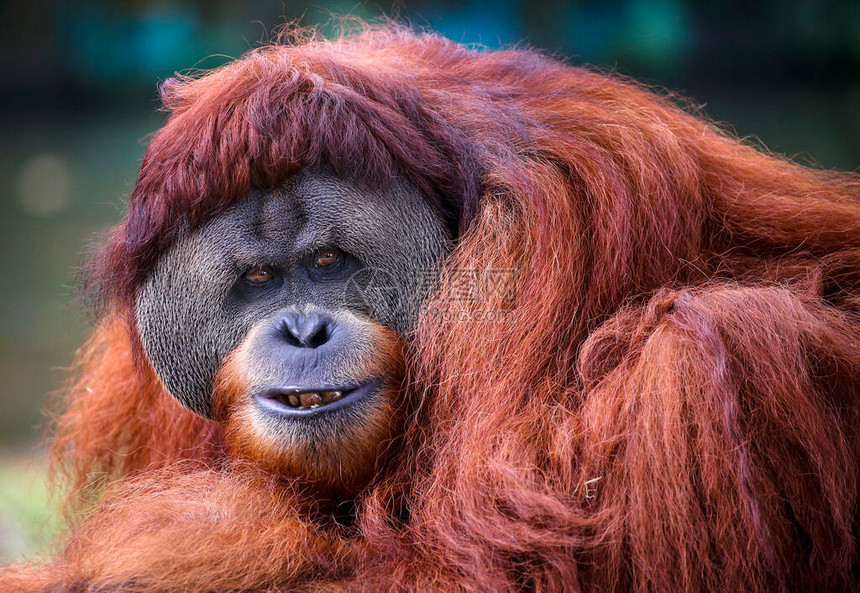 OrangUtan在吉隆坡的一个动物园地高清图片下载-正版图片503922965-摄图网