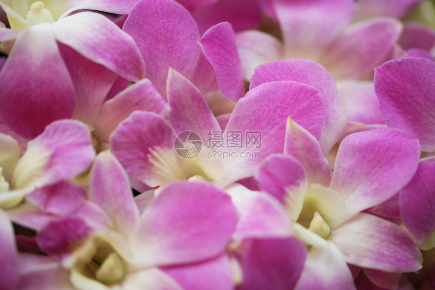 一束美丽的粉红色花朵近景高清图片下载 正版图片503953442 摄图网