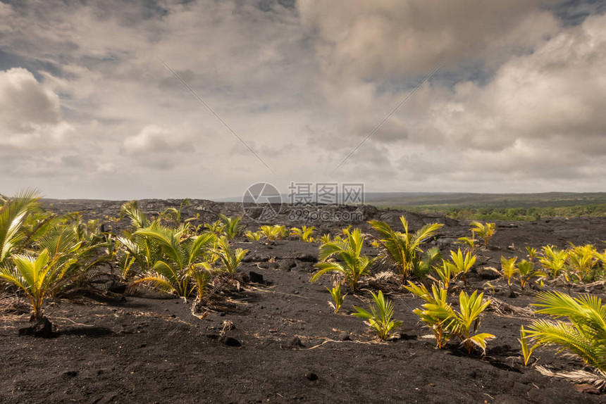 Kaimu海滩高清图片下载-正版图片503991526-摄图网
