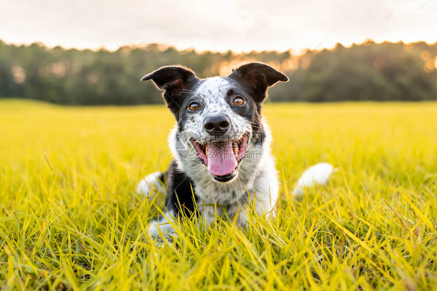 美丽的边境Collie在日落时混合户外活动高清图片下载-正版图片503996786-摄图网