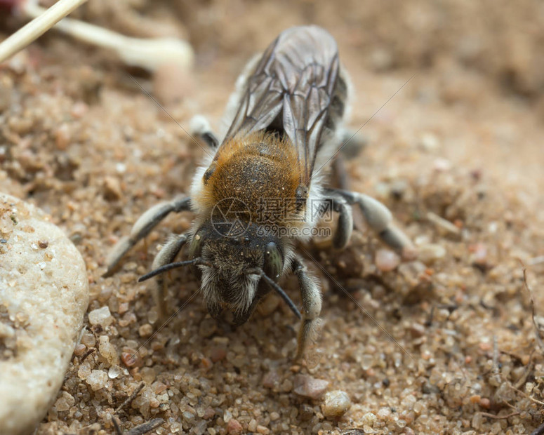 Trachusa比西纳高清图片下载-正版图片503998384-摄图网