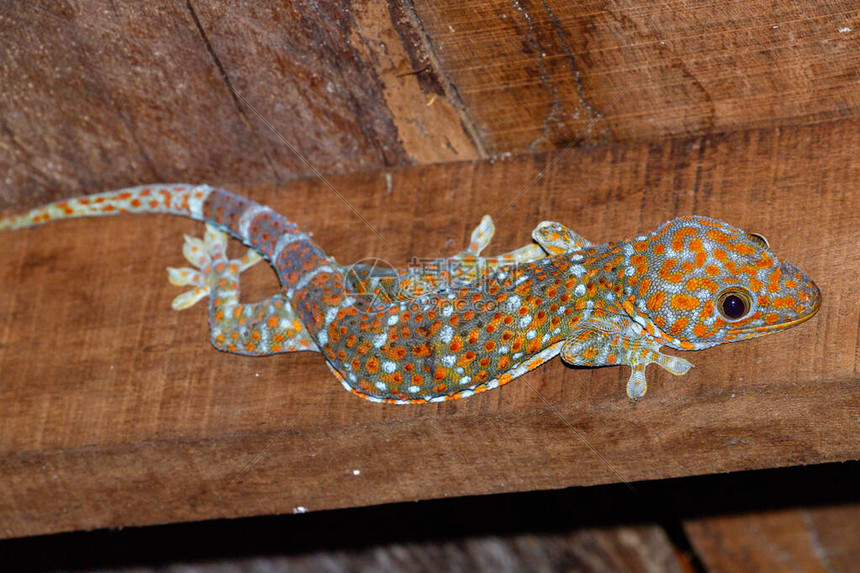 TokayGecko在泰国夜间高清图片下载-正版图片503999262-摄图网