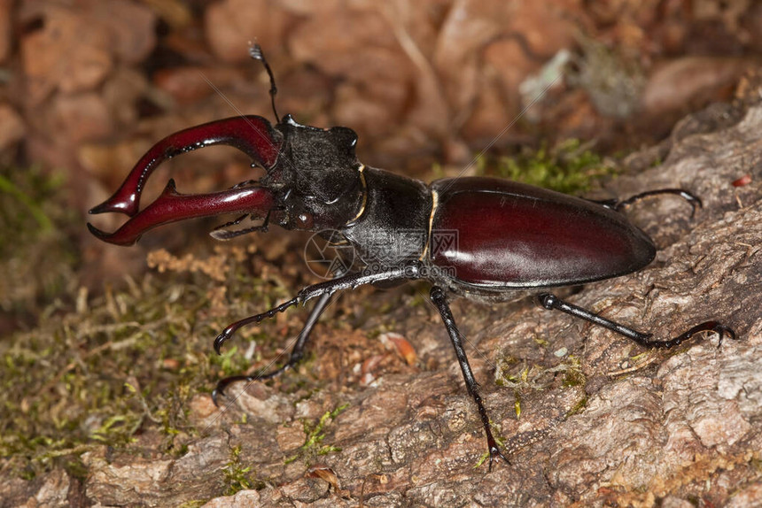 雄鹿甲虫木头上的Lucanus高清图片下载-正版图片503999460-摄图网
