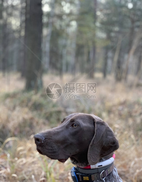 小狗德高清图片下载-正版图片504020678-摄图网