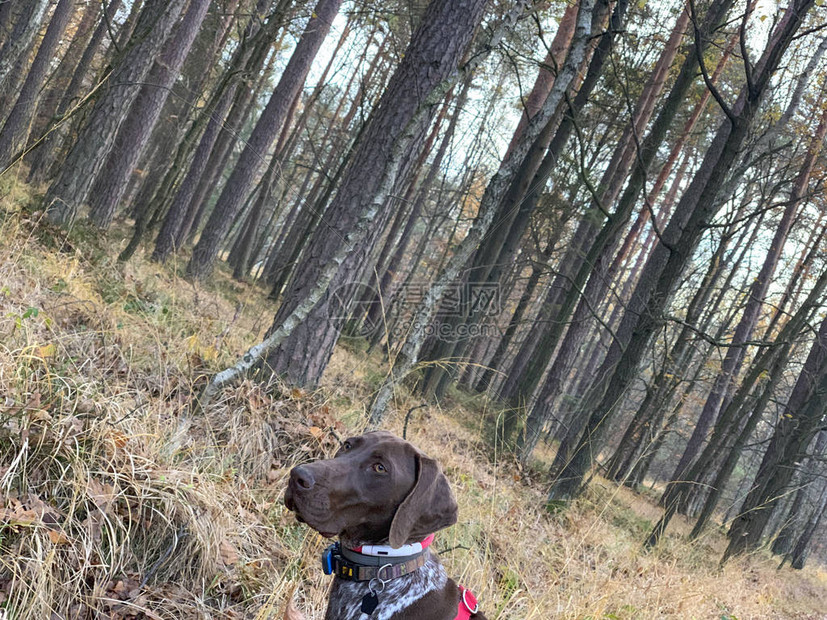 小狗德高清图片下载-正版图片504020759-摄图网