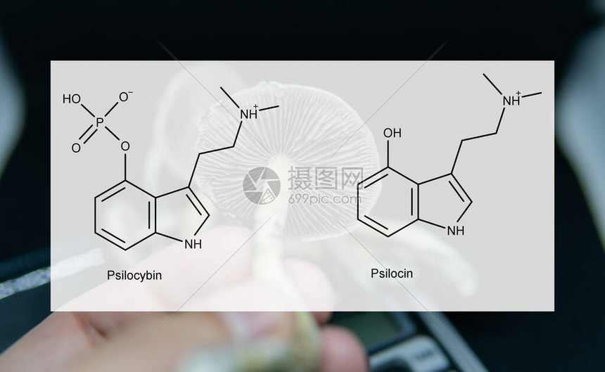 psilocybin和psilocin对人们的心理和身体健康的医学影响psilocybin蘑菇的娱高清图片下载-正版图片504053473-摄图网