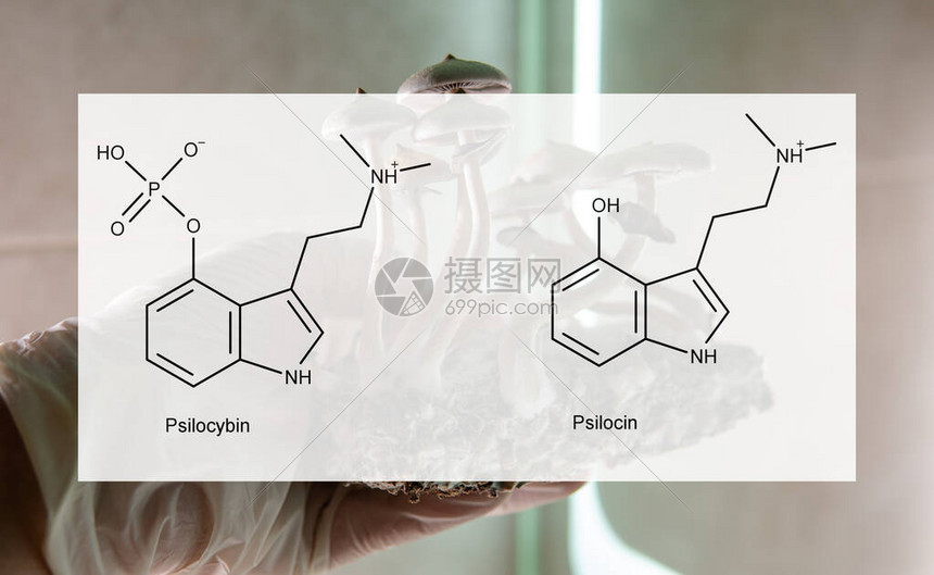 psilocybin和psilocin对人们的心理和身体健康的医学影响psilocybin的娱高清图片下载-正版图片504053478-摄图网