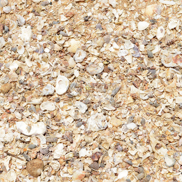 海滩上有许多小块珊瑚贝壳和沙高清图片下载-正版图片504054048-摄图网