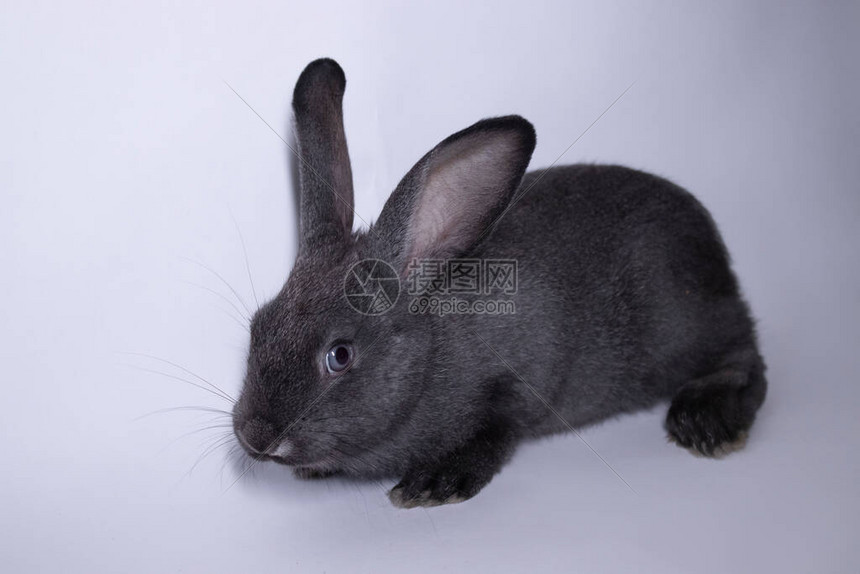 灰色的兔子高清图片下载-正版图片504054062-摄图网