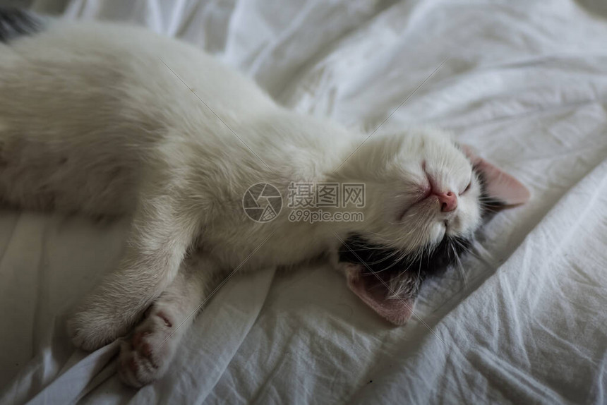 亲爱的小猫躺在床上睡觉高清图片下载-正版图片504070102-摄图网