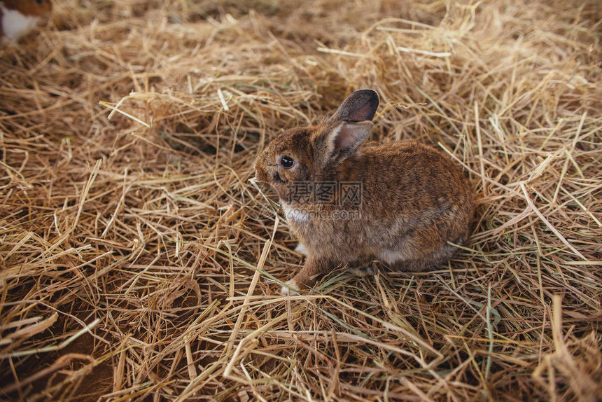 一只可爱的兔子正坐在干草堆上农场兔子高清图片下载-正版图片504081368-摄图网