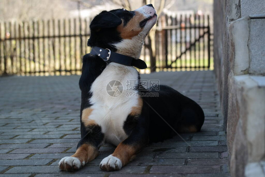 公园里windowdog前面的dogdogdog的肖像高清图片下载-正版图片504082778-摄图网