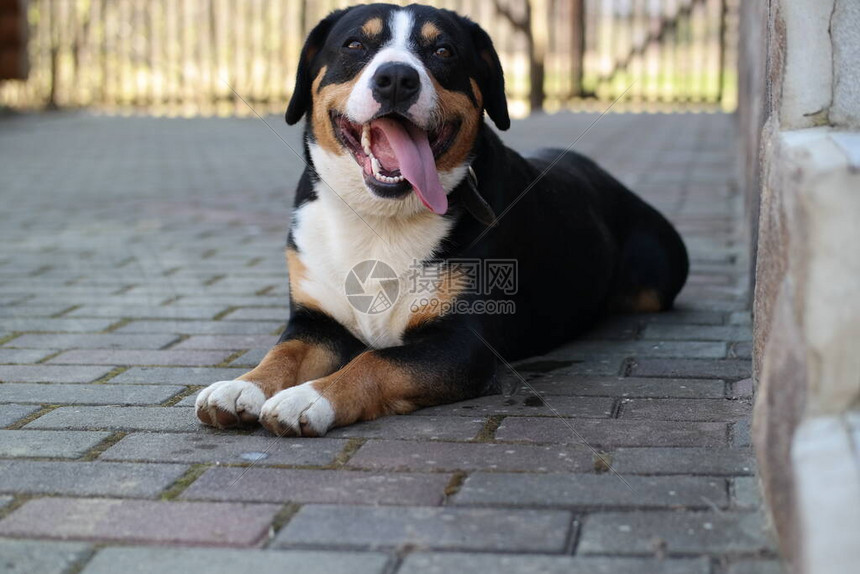公园里windowdog前面的dogdogdog的肖像高清图片下载-正版图片504082779-摄图网