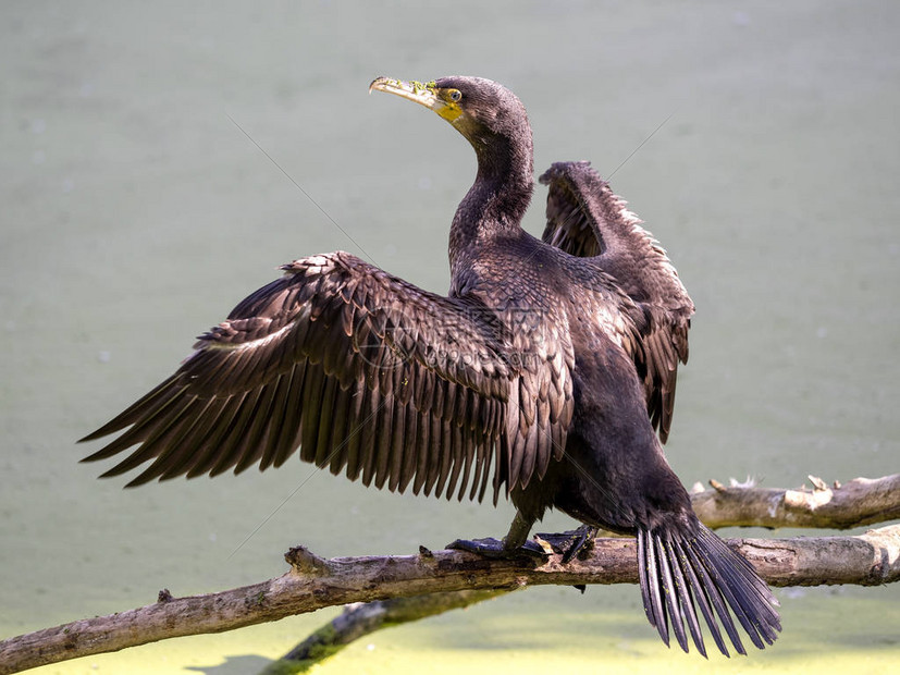 大科莫兰特法拉克罗卡波高清图片下载-正版图片504089712-摄图网