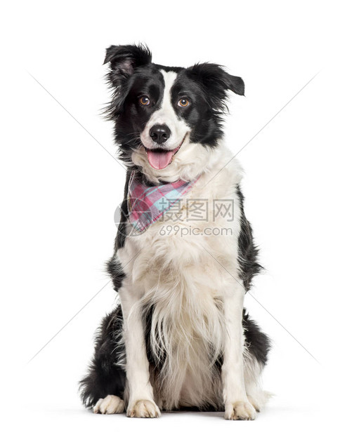 白背景的边框col插画图片下载-正版图片504091405-摄图网