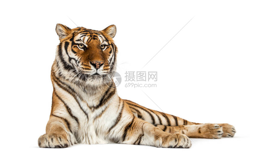 老虎躺在白色上孤立高清图片下载-正版图片504099696-摄图网