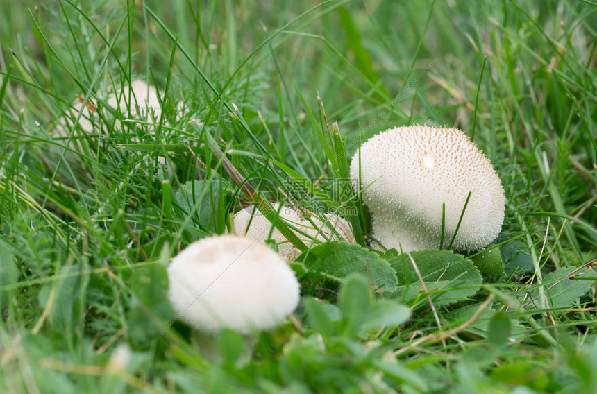 普通的Puffballs高清图片下载-正版图片504106040-摄图网