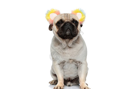 长毛狗图片_长毛狗素材_长毛狗高清图片_摄图网图片下载