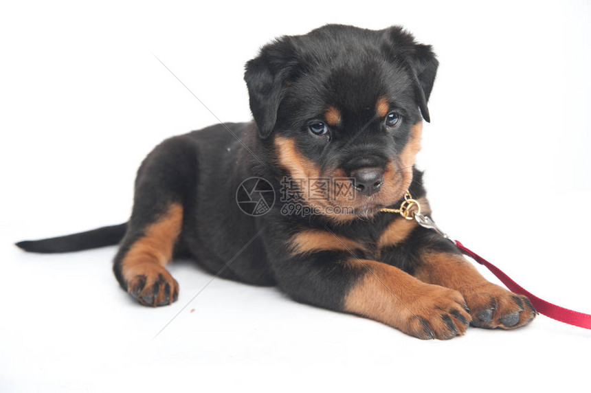 白色背景的工作室里可爱的一只罗威纳小狗高清图片下载-正版图片504127507-摄图网