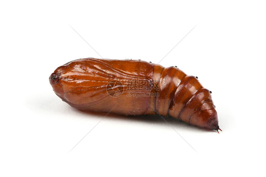 大头鹰Acherontiaatropos的Pupa在白色上被隔离高分辨率照片高清图片下载-正版图片504137813-摄图网