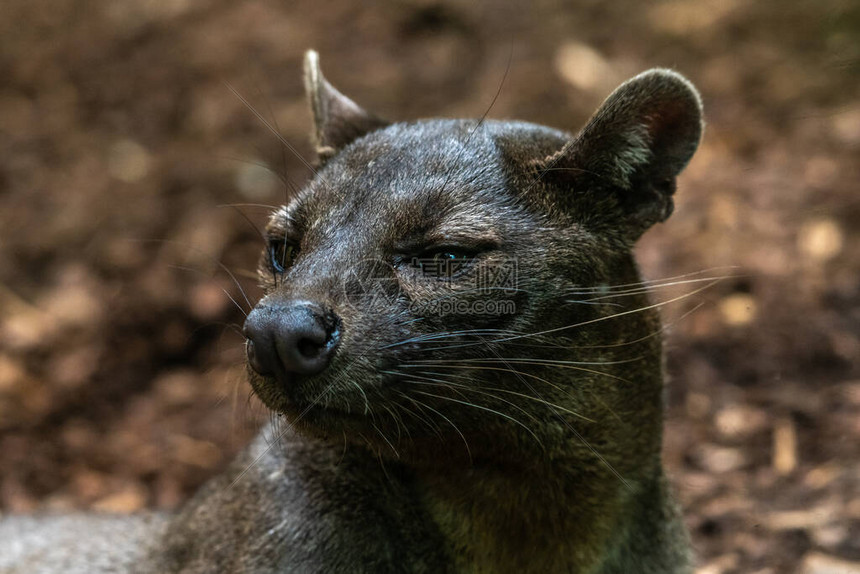 Fossa的纵向高清图片下载-正版图片504137915-摄图网