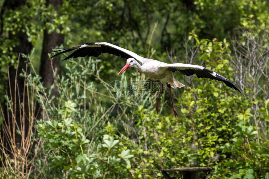 欧洲白鹳高清图片下载-正版图片504138503-摄图网