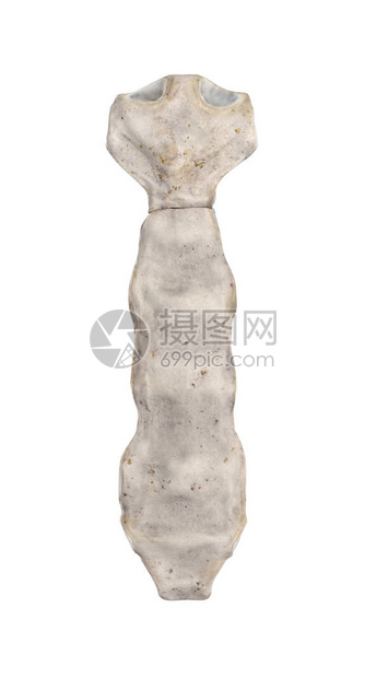 Sternum前视窗高清图片下载-正版图片504143245-摄图网