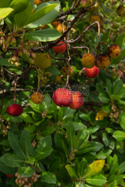 成熟的野草莓树准备收割高清图片下载-正版图片504200938-摄图网