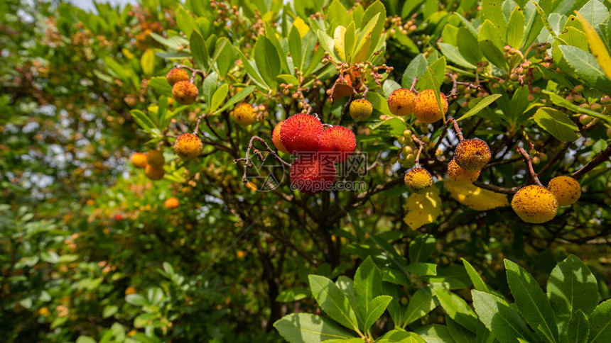 成熟的野草莓树准备收割高清图片下载-正版图片504201005-摄图网
