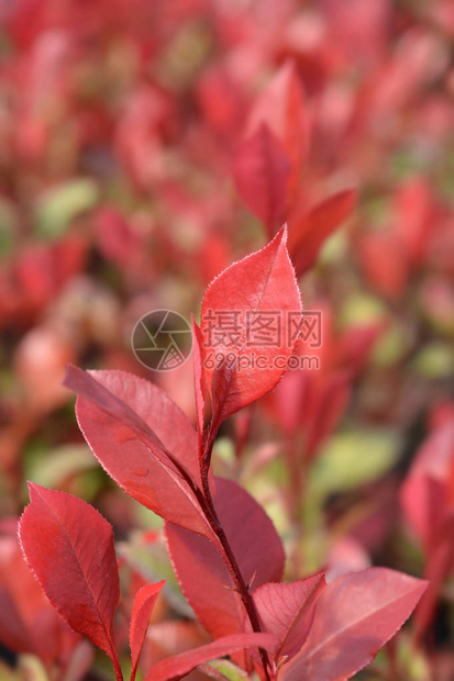 DwarfPhotiniaLittleRedRobin拉丁名xfraseri高清图片下载-正版图片504203750-摄图网