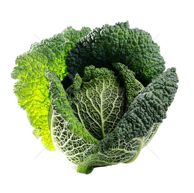 美丽的Ripe新鲜绿色沙伏伊菜卷心菜孤立在没有影子高清图片下载-正版图片504205065-摄图网