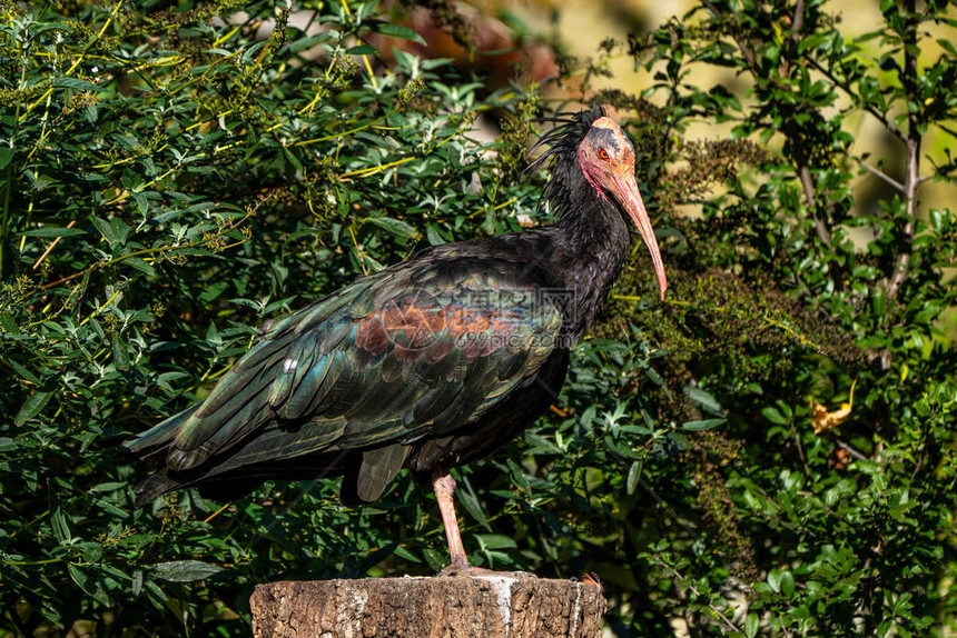 eremita是一只洄游鸟高清图片下载-正版图片504225503-摄图网