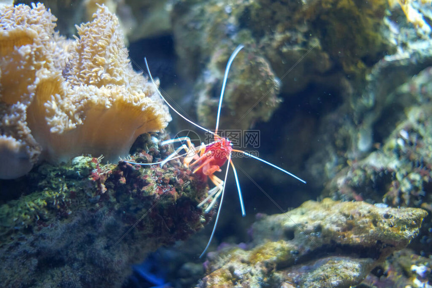岩石社区海洋水族馆中的Lysmatade高清图片下载-正版图片504225509-摄图网