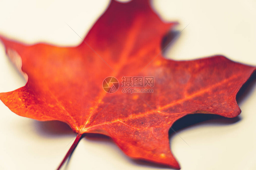 加拿大枫叶茎的特写选择聚焦微距摄影高清图片下载-正版图片504228907-摄图网