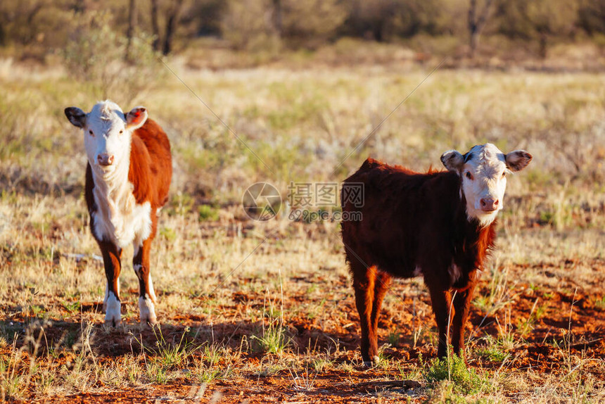 澳大利亚北区Riddock山牧牛站附近的MontyHwy旁高清图片下载-正版图片504229360-摄图网