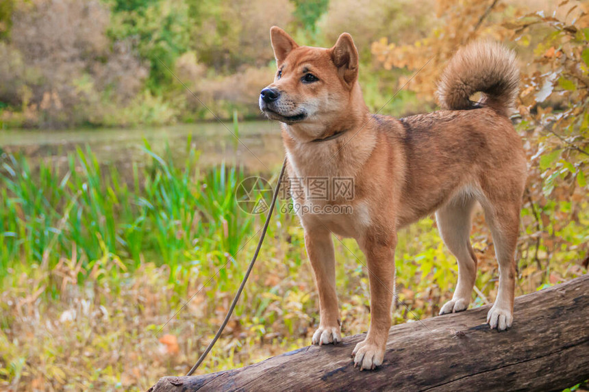 Shiba狗在秋天的公园里散步美丽的毛茸的高清图片下载-正版图片504256508-摄图网