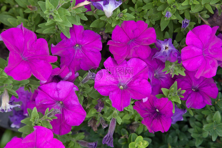 Petunia是许多种来自南美洲的花生植物的基因高清图片下载-正版图片504258710-摄图网
