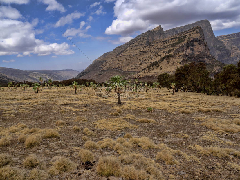 埃塞俄比亚Simien山公园干草地和LobeliaLobeliarhychonop高清图片下载-正版图片504259396-摄图网