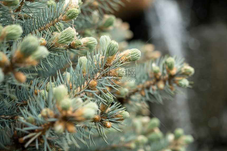 以年轻的锥形关闭Fir树枝的截面高清图片下载-正版图片504265393-摄图网